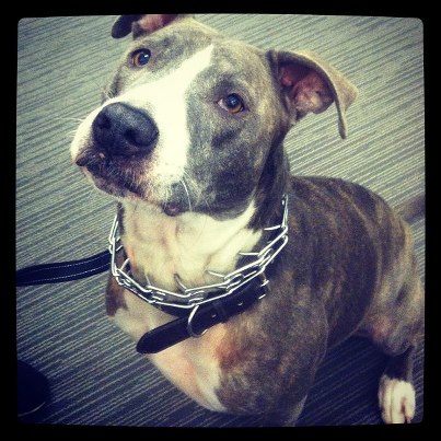 Kaia_EB-Dog - Eventbrite Blog